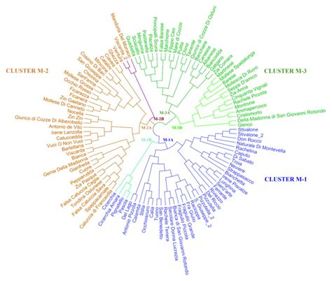 Morphological Dendrogram Generated By The Neighbor Joining Clustering