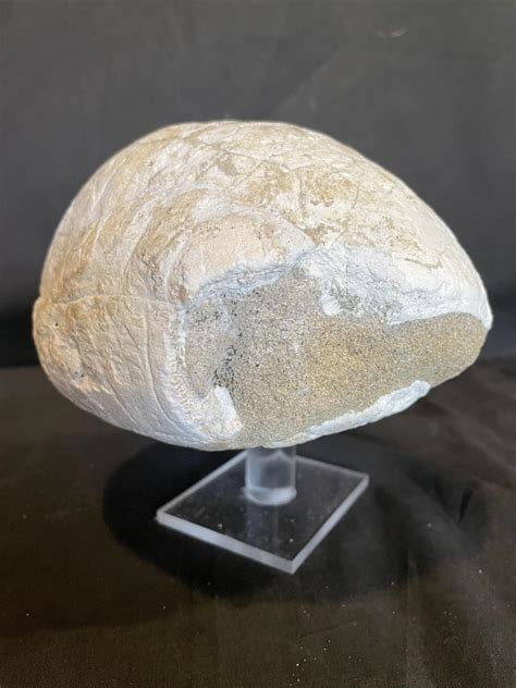 Prehistoric Fossilized Turtle Prehistoric Fossilized Turtle