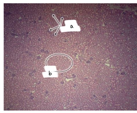 Lab Exam Histology From Leslie Flashcards Quizlet