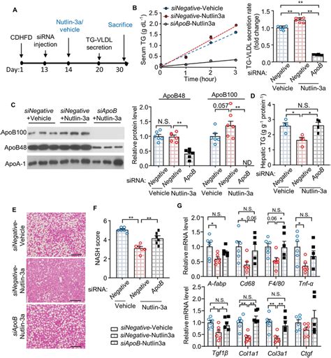 The Hepato‐protective Effect Of Nutlin‐3a Is Largely Attenuated By