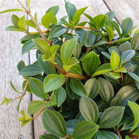 Peperomia Dahlstedtii Trailing Indoor Plant Plantandpot Nz