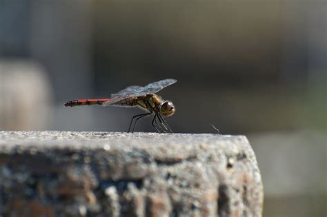 80 무료 가을 잠자리 And 잠자리 이미지 Pixabay