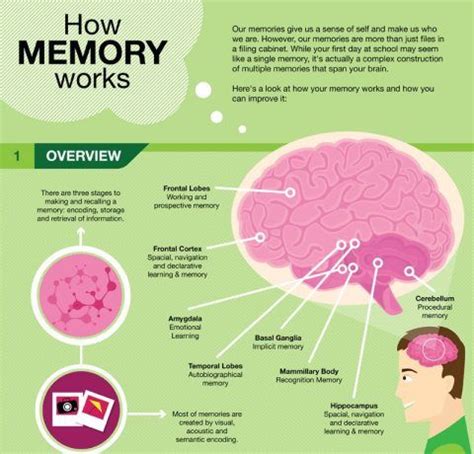 Infographic Definition Iconic Memory