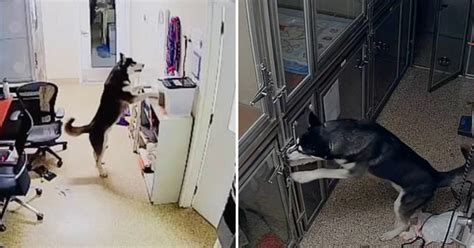 Husky ušiel z klietky a oslobodiť chcel aj kamarátov Video ukazuje ako si sám urobil párty