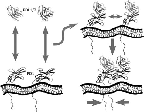 Predicting A Stable Dimeric Form Of The Pd1 Pdl1 Complex Implications