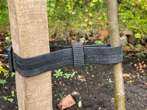 Climate Action Fife Fruit Tree Planting And Care Guide