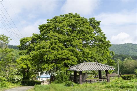 느티나무 환갑잔치 열었어요
