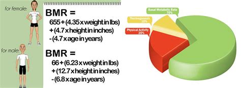 Ý Nghĩa Bmr Và Cách Tính Bmr để Giảm Cân Nhanh An Toàn Thol