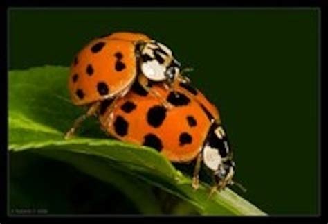 Sex National Geographic