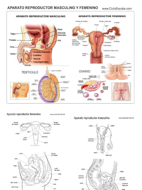 Aparato Reproductor Femenino Y Masculino Pdf