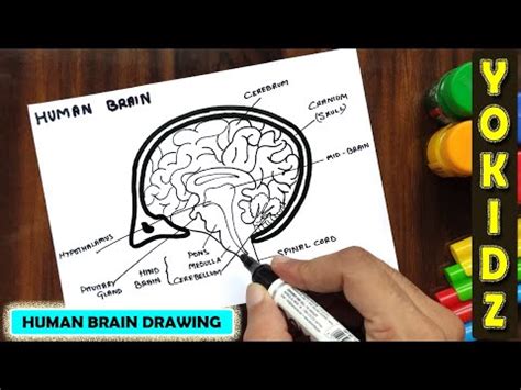 HOW TO DRAW HUMAN BRAIN EASY HumanBrain YouTube
