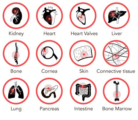World Organ Donation Day Th August What Is Organ Donation Types Most Important