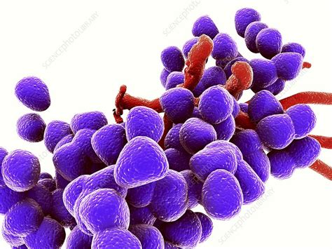 Enterococcus Faecalis Bacteria Artwork Stock Image F0125644