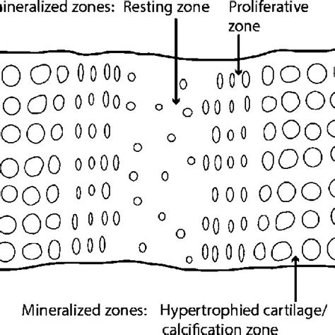 Schematic Representation Of A Mammalian Synchondrosis Synchondroses