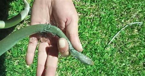 I Put Bird Netting Around My Garden To Keep The Cats Out And Now I Have To Cut 2 Of These A Week