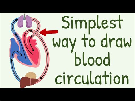 Systemic Circulation Steps