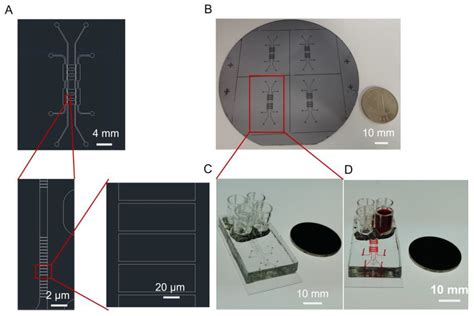 Biosensors Free Full Text A Microfluidic Cell Co Culture Chip For
