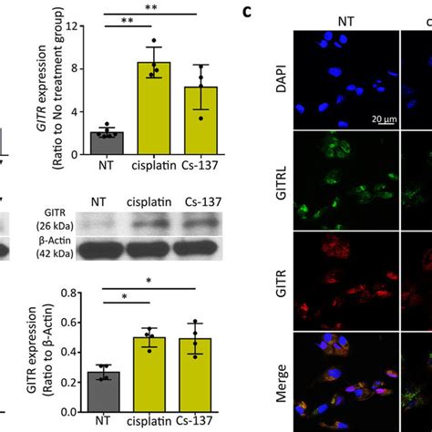 Gitrgitrl Signaling Contributes To Tumorigenicity And Cell