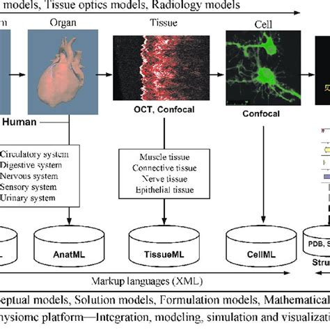 Multi Scale Modeling Of The Human Physiology Download Scientific Diagram