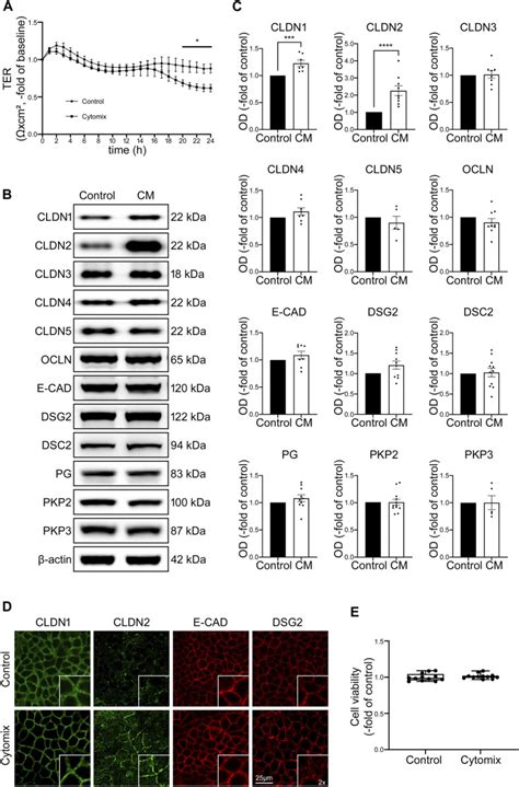 Human Organoids Are Superior To Cell Culture Models For Intestinal Barrier Research Abstract