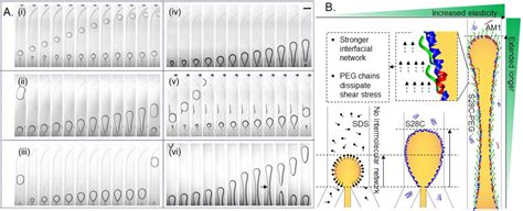 Figure 4 From Droplet Shape Control Using Microfluidics And Designer