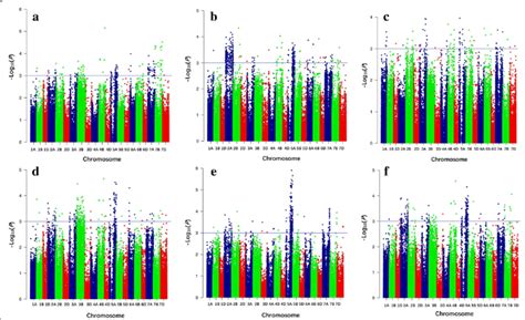 Manhattan Plots For Black Point Resistance In 166 Wheat Accessions By
