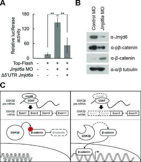 Altered Splicing Of Gsk3β By Jmjd6a Knockdown Augments Canonical Download Scientific Diagram