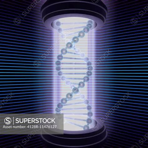 Dna Deoxyribonucleic Acid Double Helix Computer Artwork Superstock