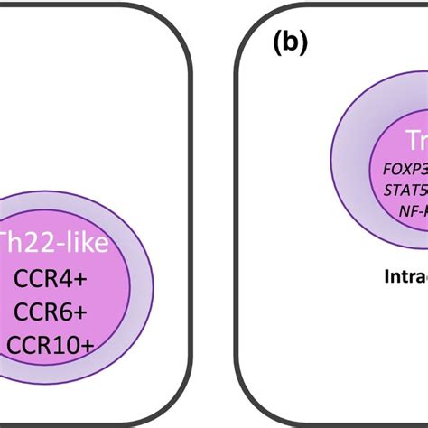 Diversity Of Treg Cells And Their Subpopulations A Shows Treg Cells Download Scientific