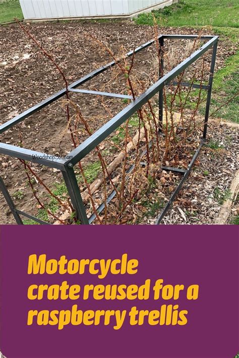 Upcycled Motorcycle Crate Transformed Into A Stylish Raspberry Trellis