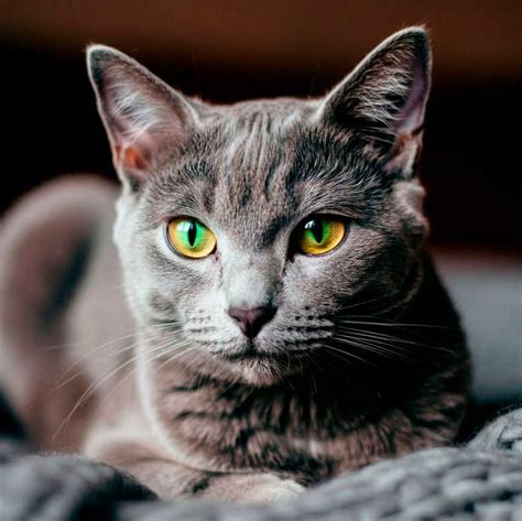 Gato Azul Ruso Cuidado Carácter Y Más