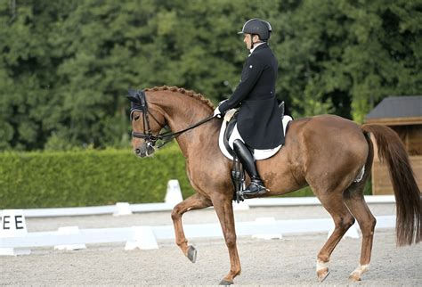 What Does A Straight Dressage Test Mean And How Can I Achieve It With