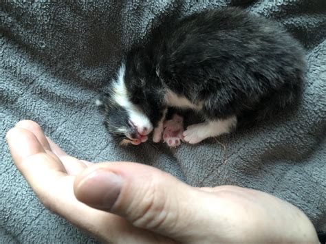 Tiniest Toe Beans Scrolller