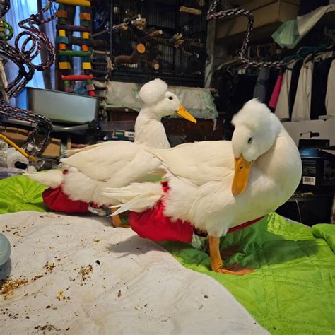 Bird Tuxedo Bird Diaper Bird Flightsuit Bird Costume Tux With Tails Parrot Fashions