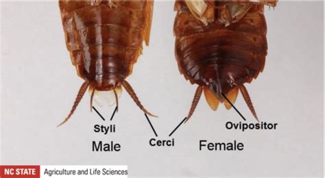 Cockroach Dissection Flashcards Quizlet
