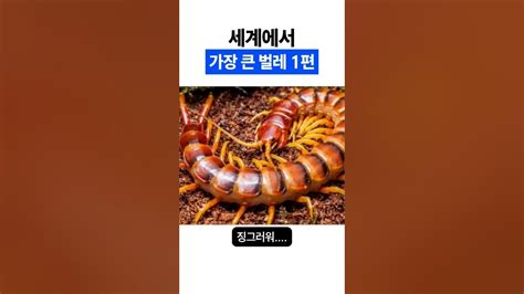 세계에서 가장 큰 벌레 1탄 Youtube
