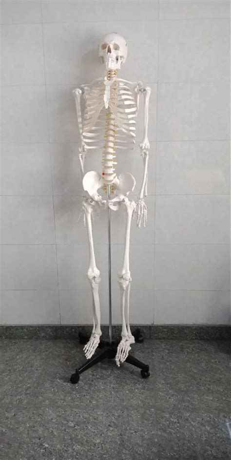 Imported Human Skelton At ₹ 14500piece Ambala Id 2850056043930