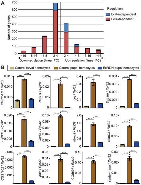Transcriptomic Analysis Of The Impact Of Ecdysone Signaling On