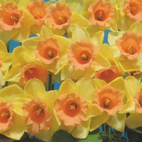 Daffodil Tom Pouce Bulbs
