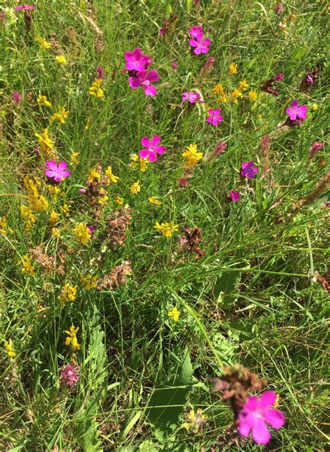 Special Feature Is Phylogenetic And Functional Trait Diversity A Driver Or A Consequence Of