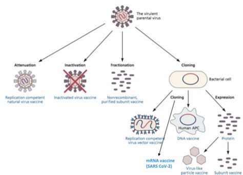 Virology Final Flashcards Quizlet