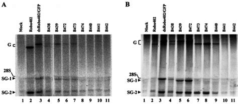 Virus Speci Fi C Rnas Produced By Dsrobo402 Gfp Constructs With Sgp 2