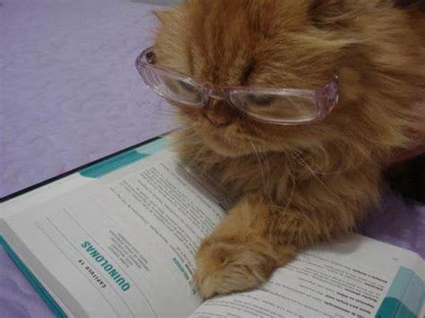 Studious Kitty Raww