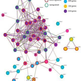 STRING Network Diagram Demonstrating Multiple Strong And Overlapping Download Scientific