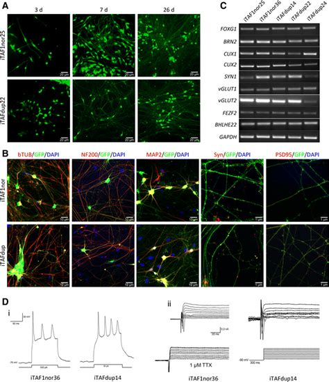 Ngn2 Induced Neuronal Differentiation Of Human Ips Cells A Gfp Images