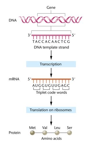 Chapter 12 The Genetic Code And Transcription Flashcards Quizlet