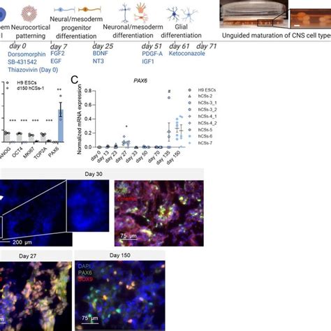 Development Of Neuroectoderm In H9 Embryonic Stem Cell Esc Derived Download Scientific