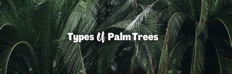 39 Types Of Palm Trees Complete Identification Guide With Images And Facts