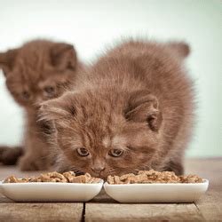 Why Do Cats Growl When They Eat 9 Reasons