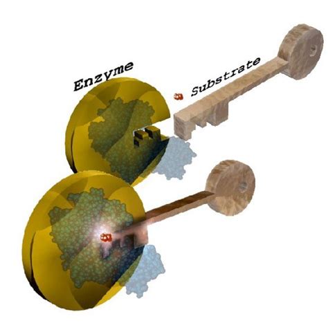 Representation Of The Lock And Key Theory Only Equally Shaped Download Scientific Diagram